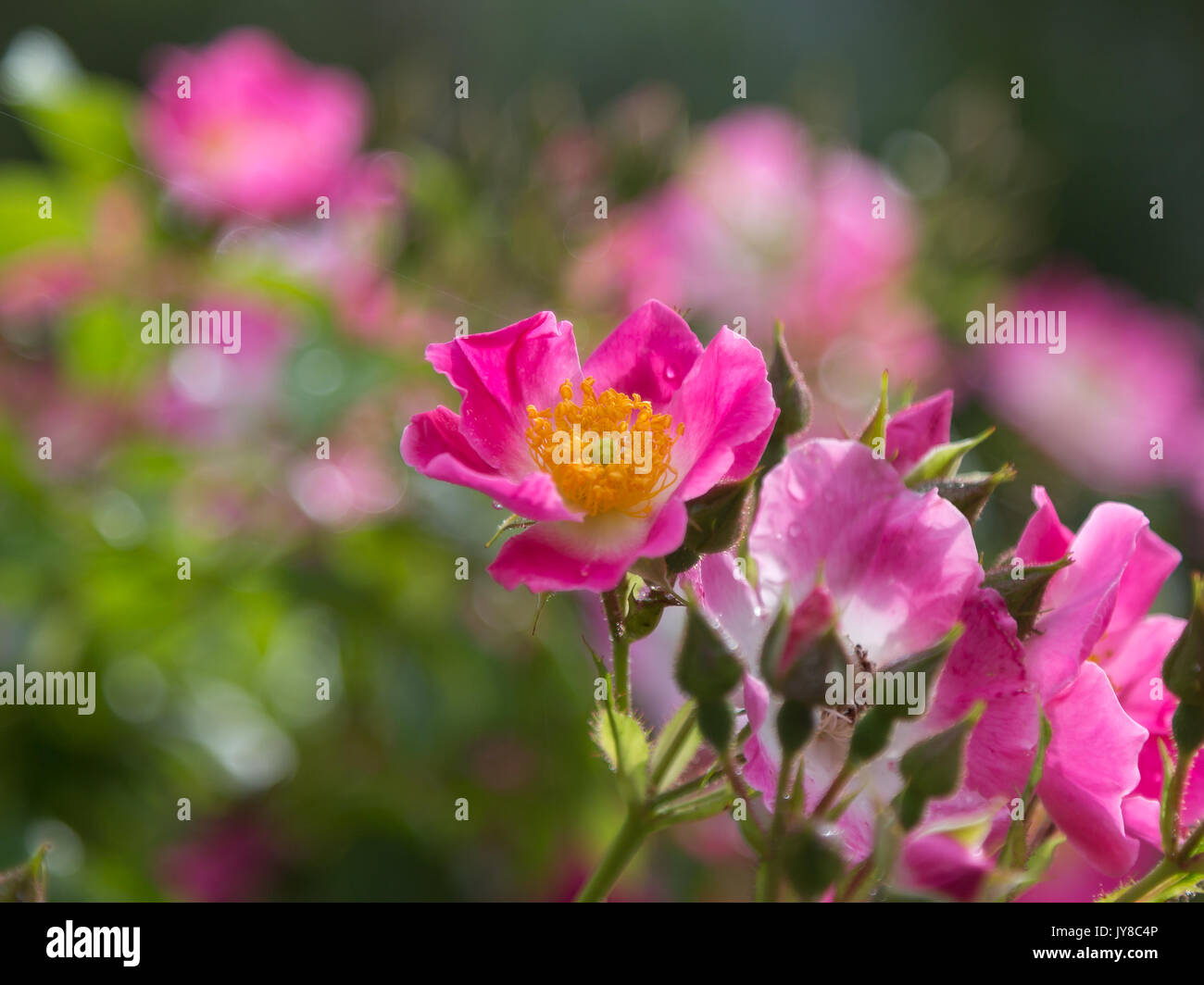 Pink Roses in the Garden: Kirsten Klein Rose Stock Photo - Alamy