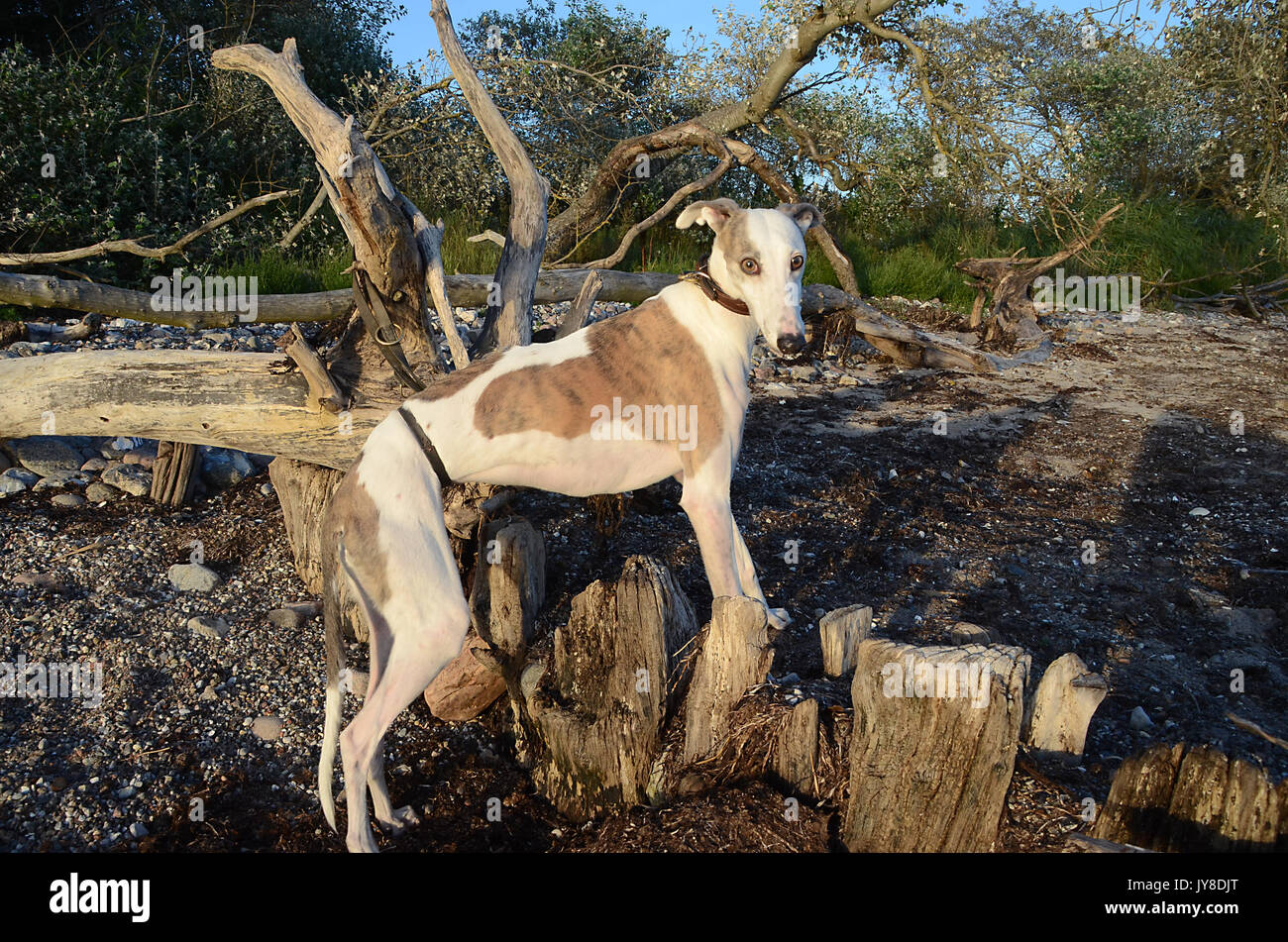 Female galgo dog standing at a beach with fallen trees Stock Photo - Alamy