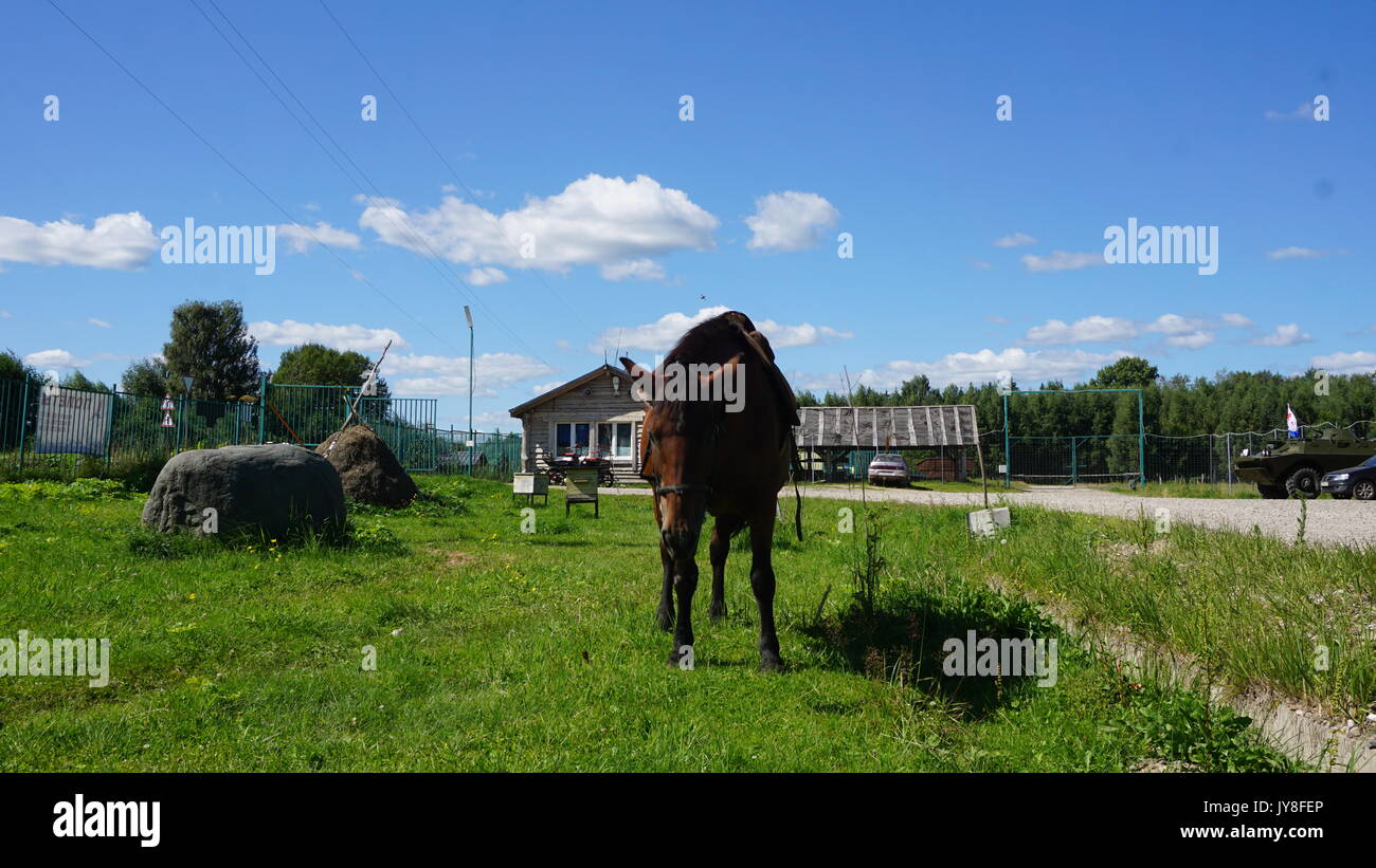 Russia Countryside home and animals Stock Photo - Alamy