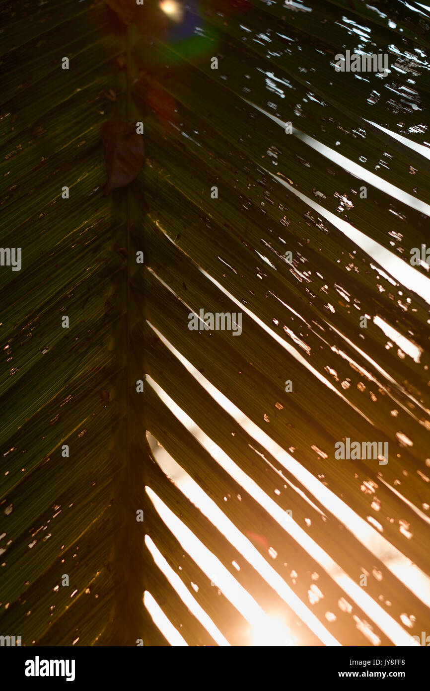 Coconut tree leaves texture hi-res stock photography and images - Alamy