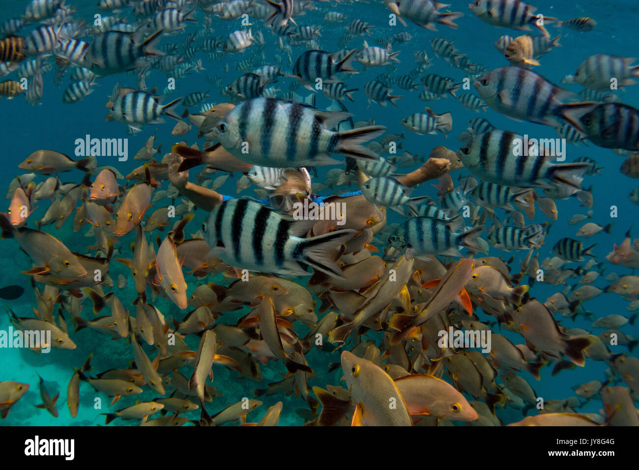 A snorkeler enjoying the massive schools of fish at Rangiroa atoll ...