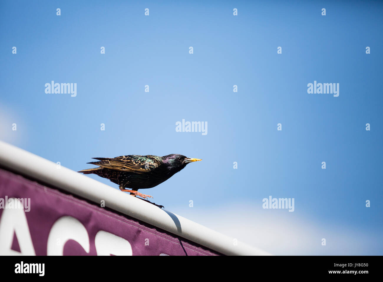 London, UK. A single starling prepares for flight from a man-made perch ...