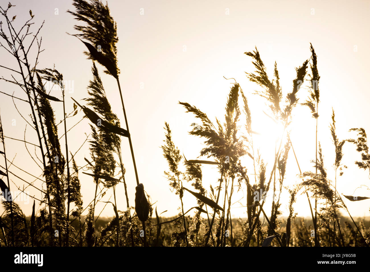 Somerset levels, UK. Vegetation captured against a brilliant setting ...