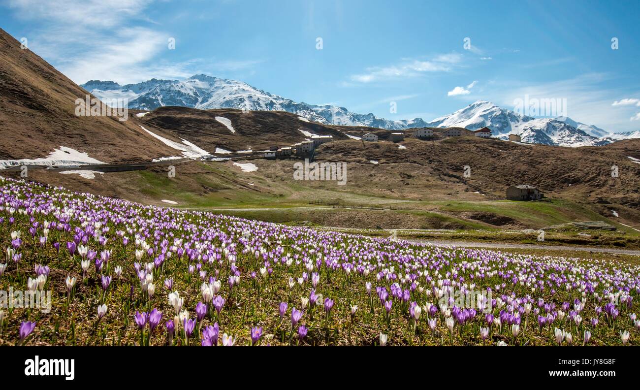 Crocus fields hi-res stock photography and images - Alamy