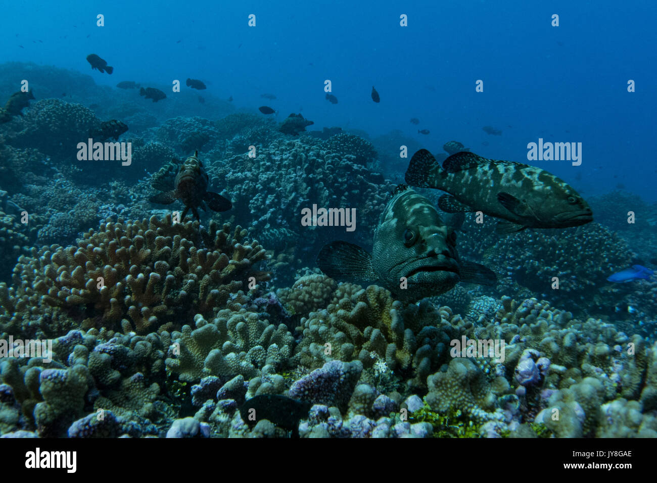 Spawning aggregation of groupers at South Fakarava Pass, French ...