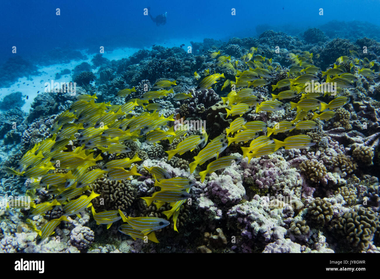 School of snapper in South Pass of Fakarava Atoll, French Polynesia ...