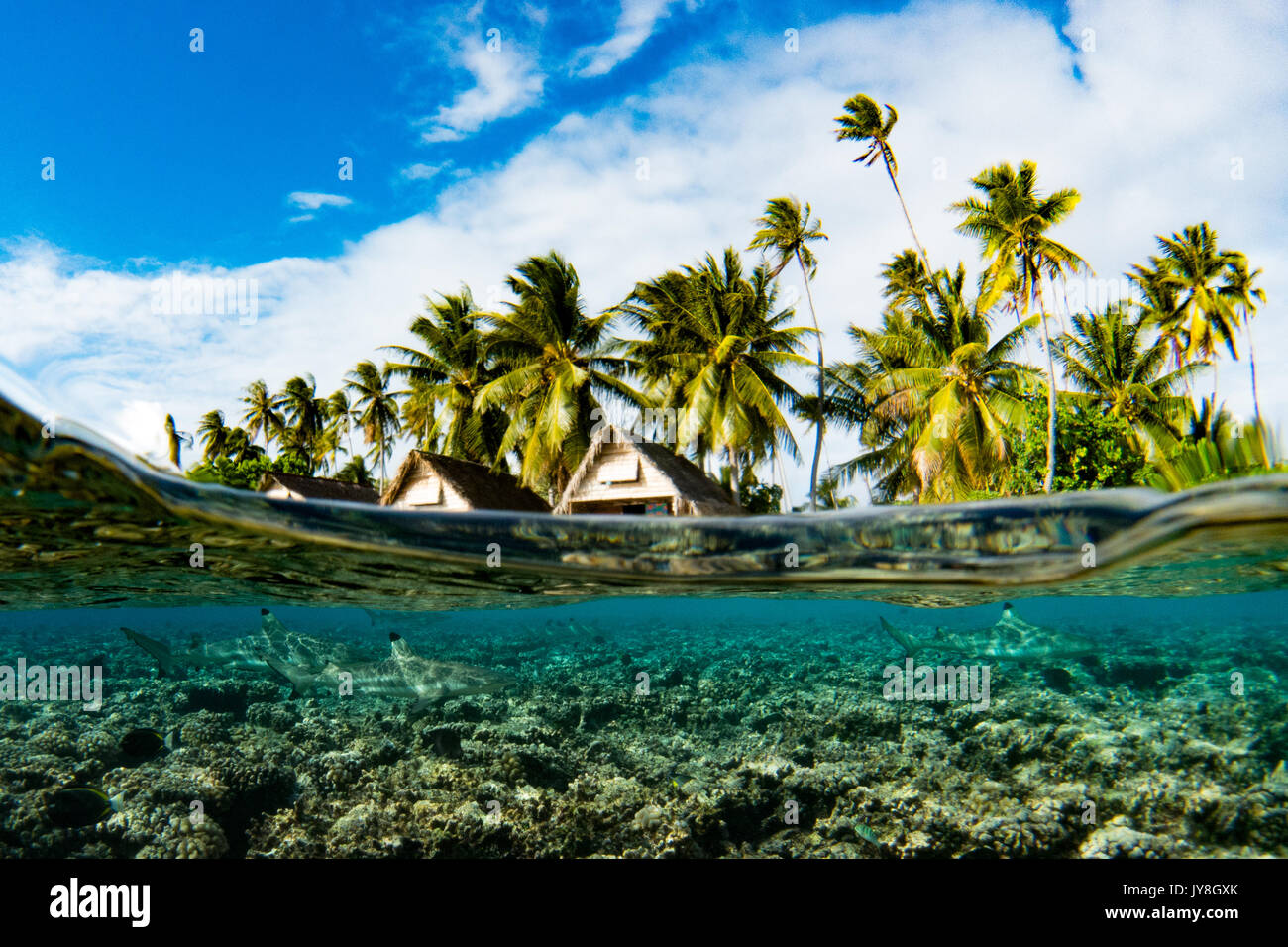 Black tip reef sharks in an over under image at South Fakarava Pass ...