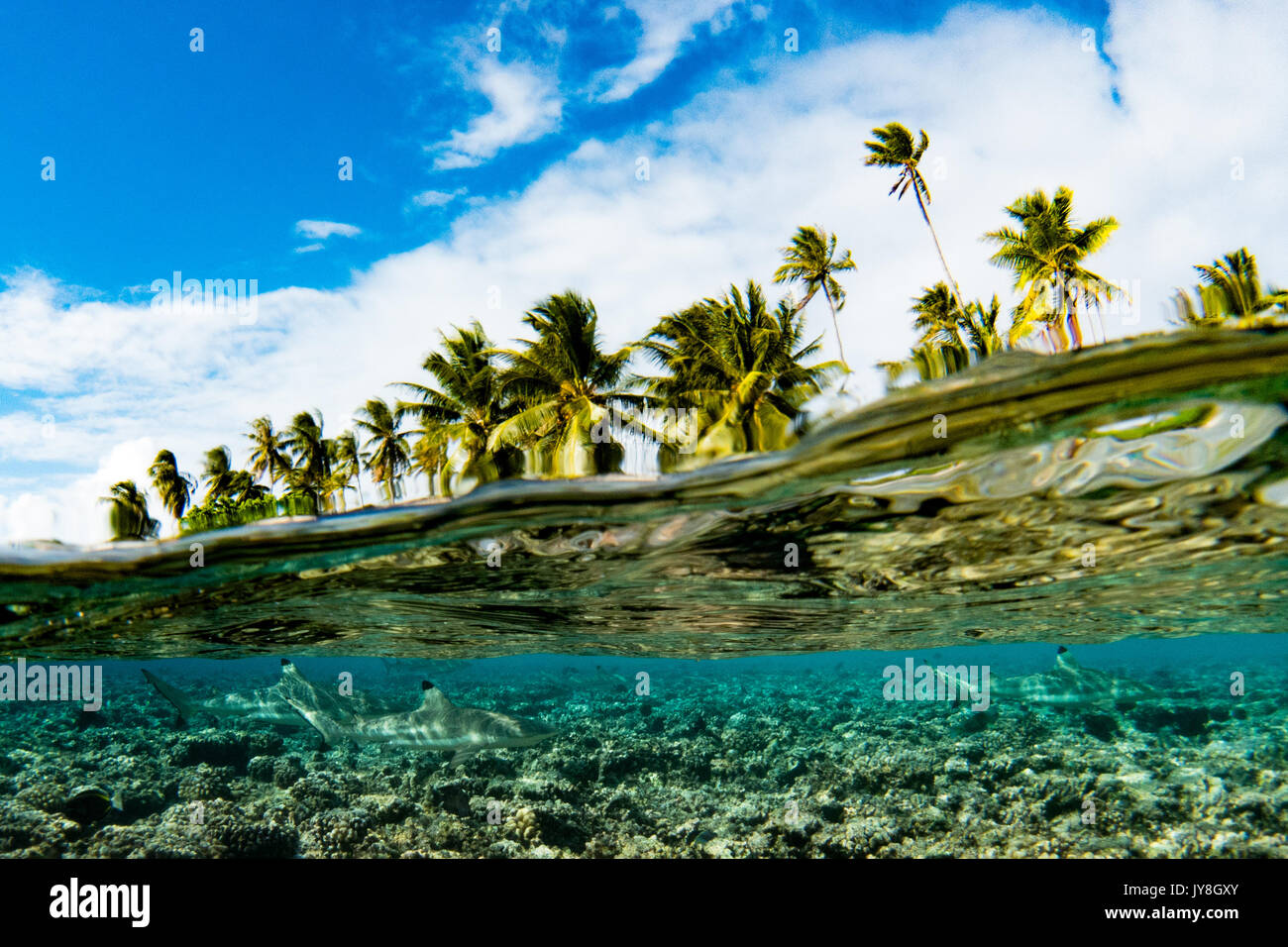 Black tip reef sharks in an over under image at South Fakarava Pass ...