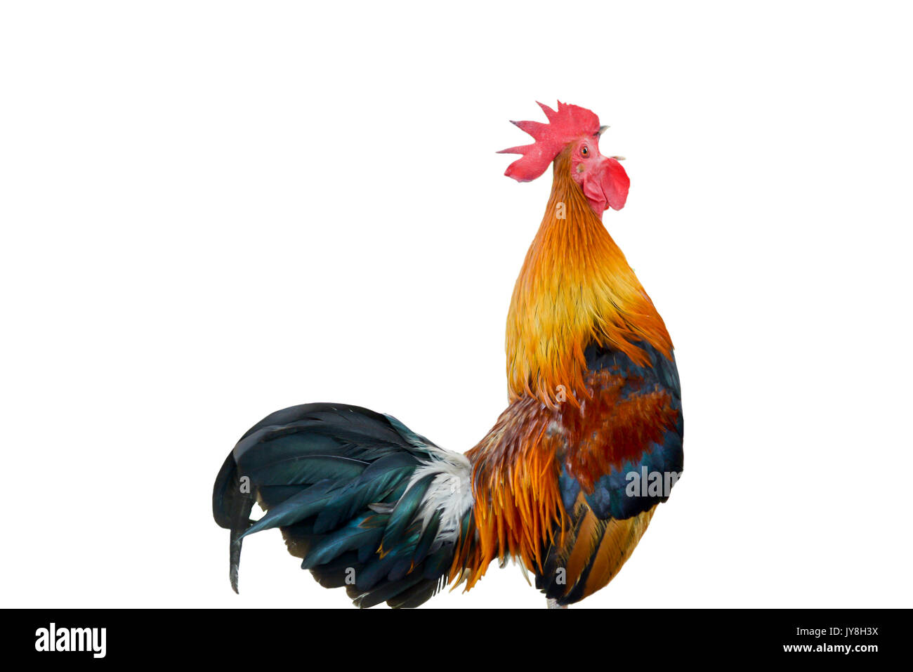 Chicken bantam ,Rooster crowing isolated on white Stock Photo - Alamy