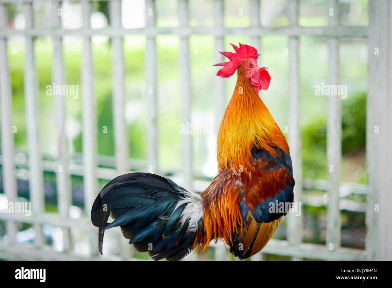 Chicken bantam ,Rooster crowing with nature background Stock Photo - Alamy