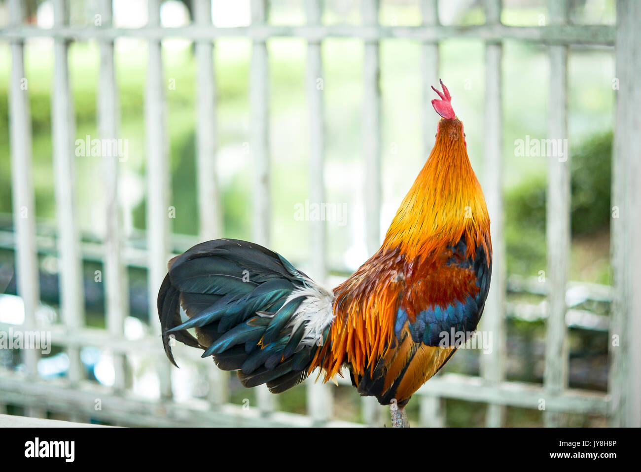 Rooster on nature background and white fence Stock Photo - Alamy