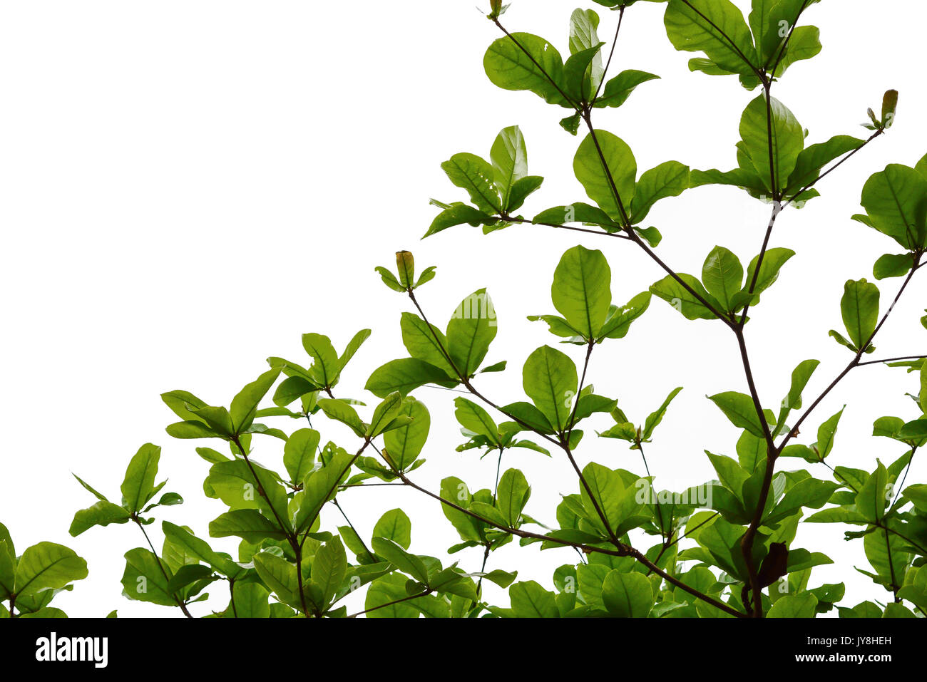 Spring Green leaves isolated white background Stock Photo - Alamy