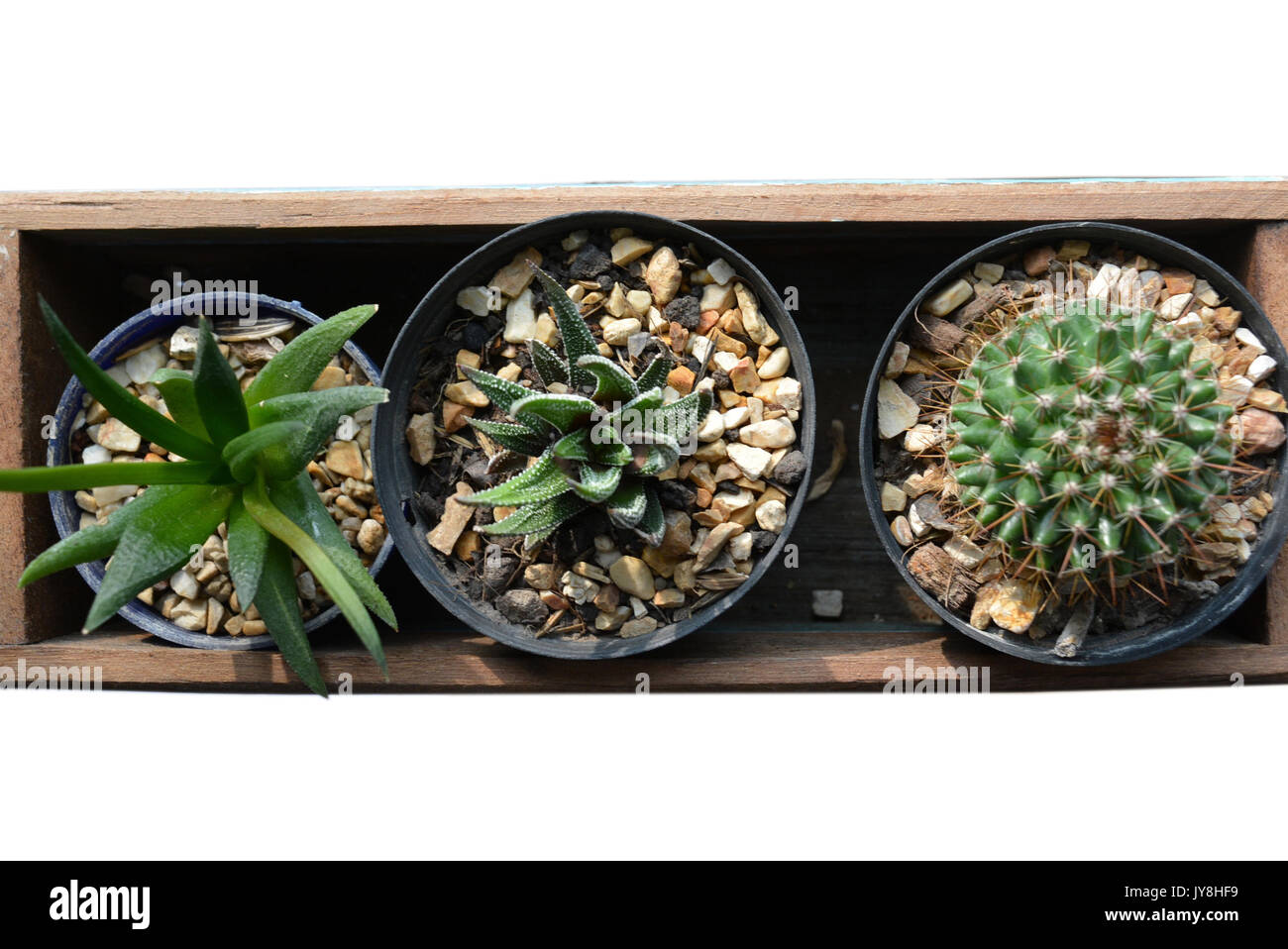 Small cactus in wooden box for home decoration in top view isolated ...