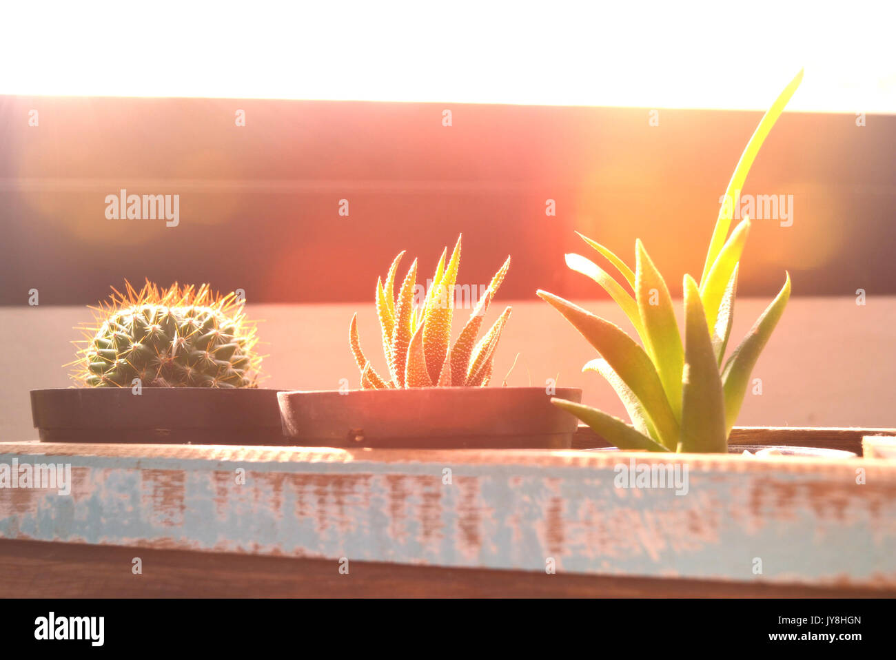 Light green cactus hi-res stock photography and images - Alamy