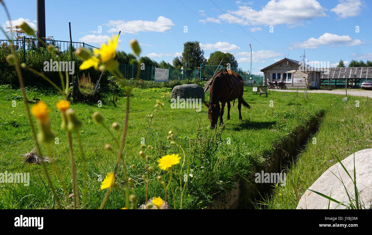 Russia Countryside home and animals Stock Photo - Alamy