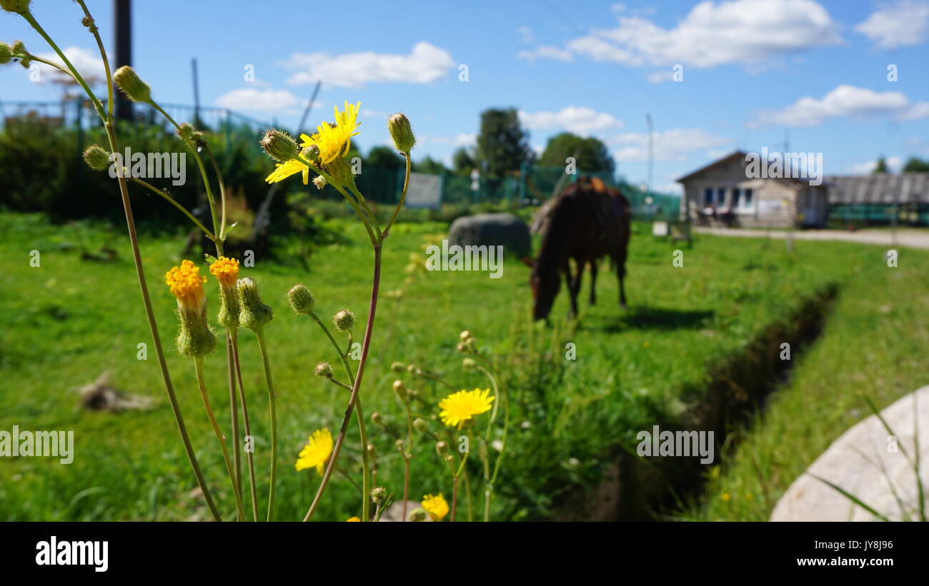 Russia Countryside home and animals Stock Photo - Alamy