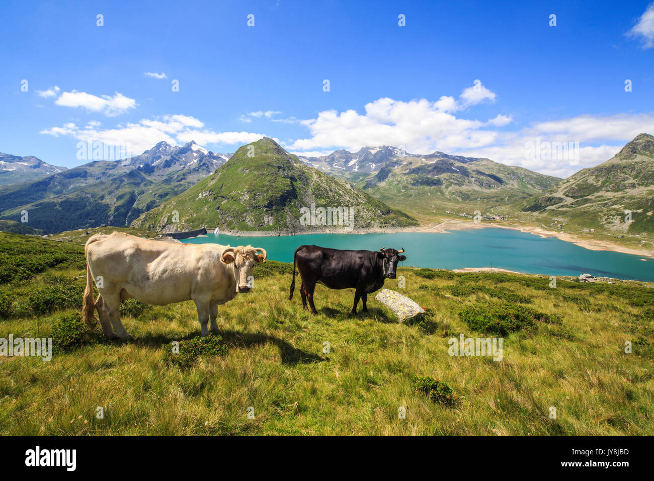 Cows grazing in the green meadows of Andossi with Lake Montespluga on ...