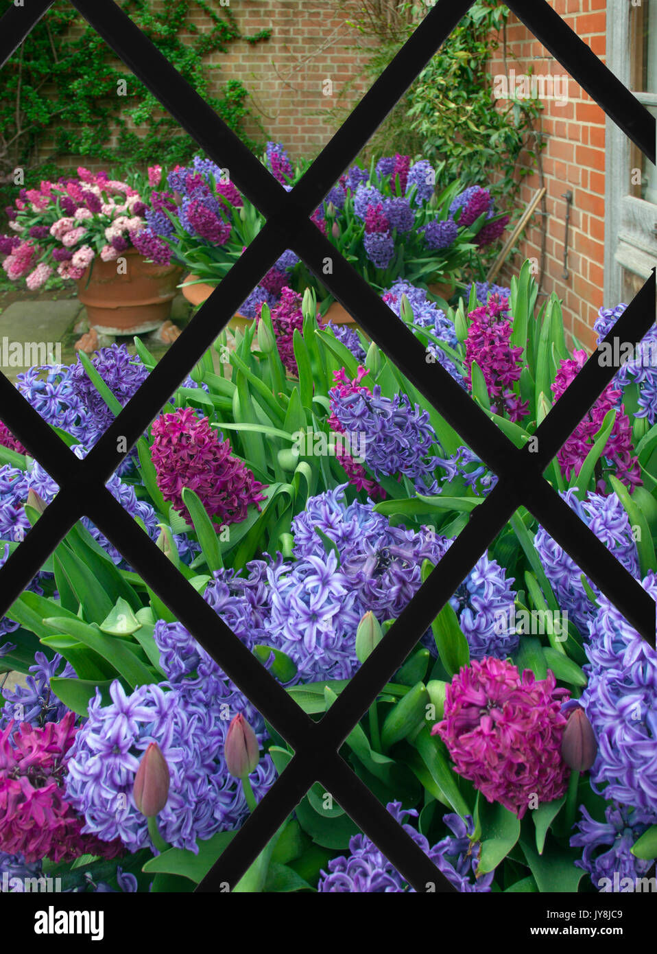View through lattice window of Hyacinths in flower Spring Norfolk Stock ...