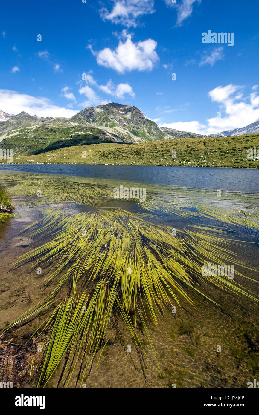 Spaghetti algae hi-res stock photography and images - Alamy