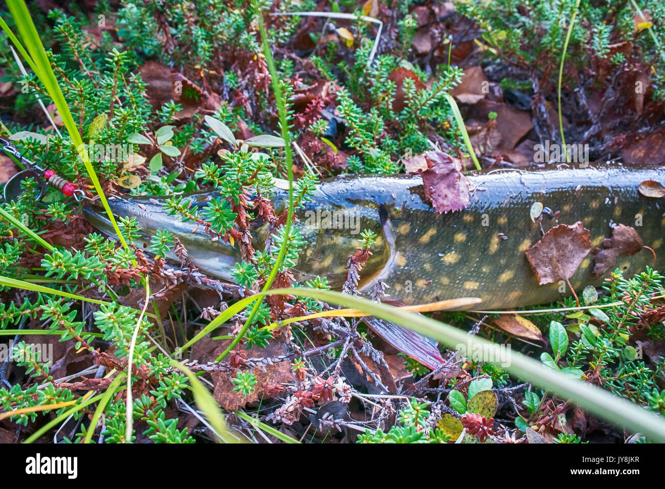 Jackfish river hi-res stock photography and images - Alamy