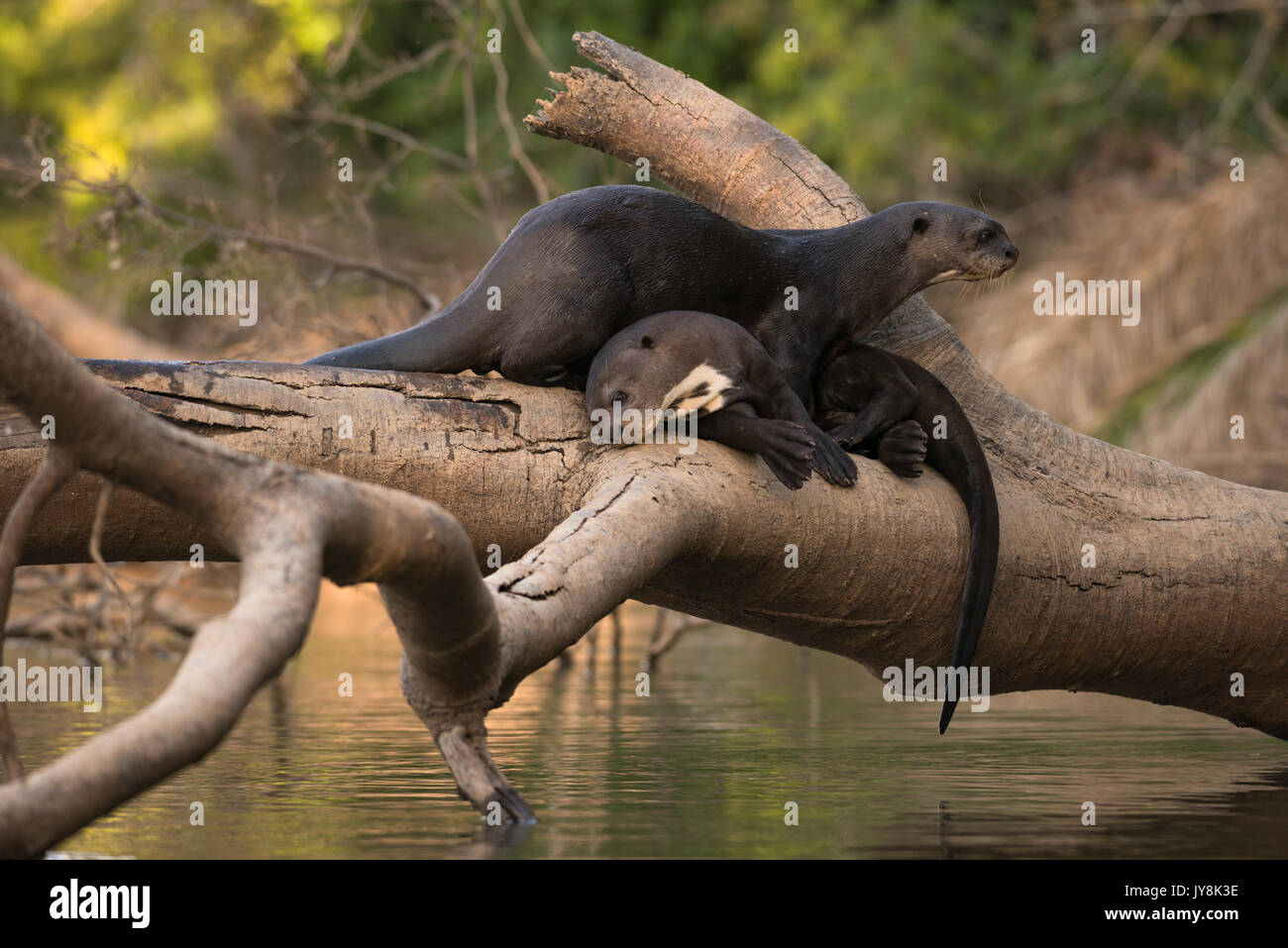 Giant Otter resting on a dead tree Stock Photo - Alamy