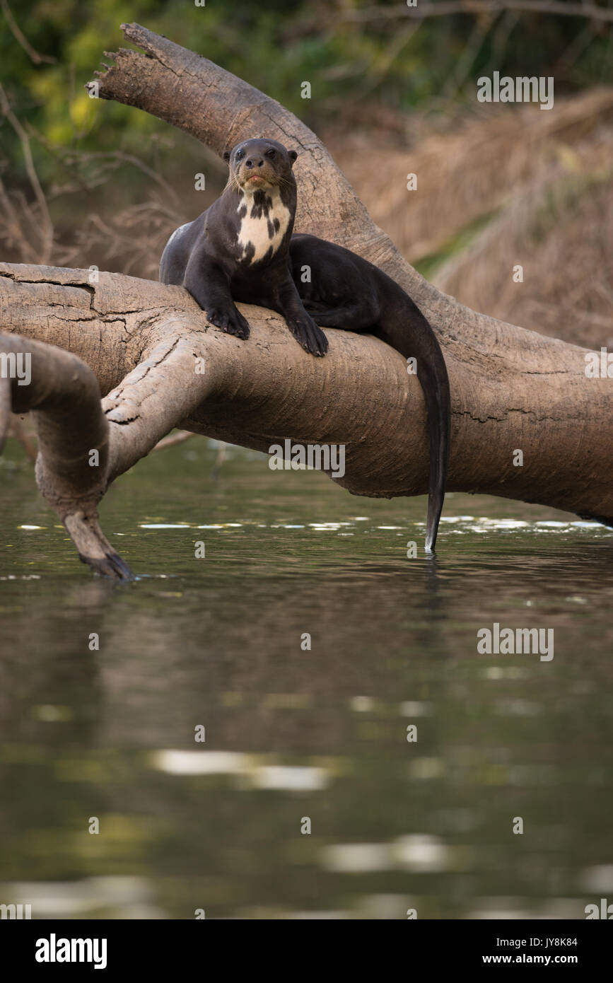 Giant Otter resting on a dead tree Stock Photo - Alamy