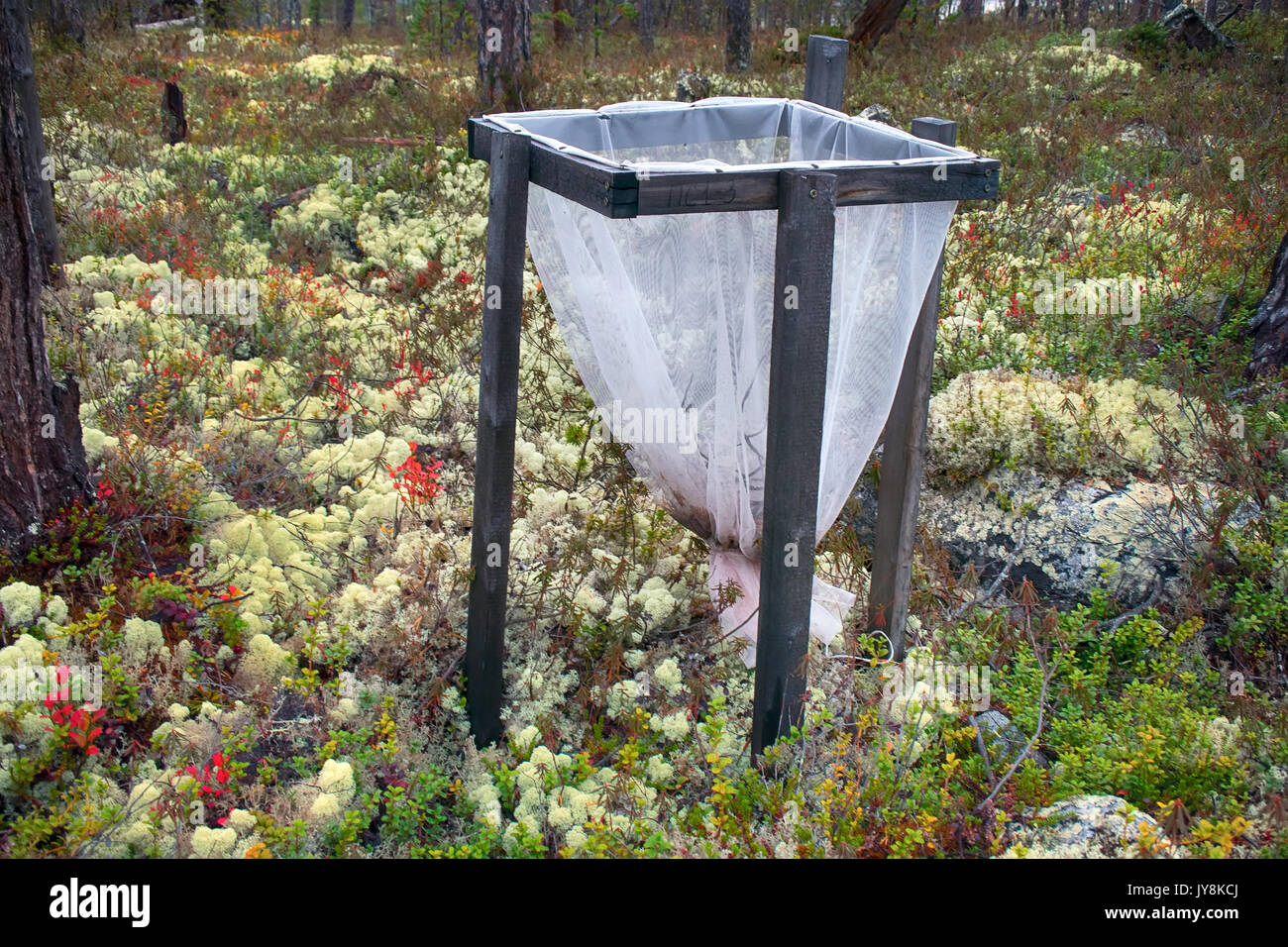 Science, bionomics, forest ecology, forestry. Forest leaf litter ...