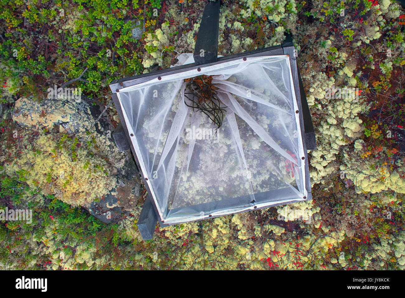 Science, bionomics, forest ecology, forestry. Forest leaf litter ...