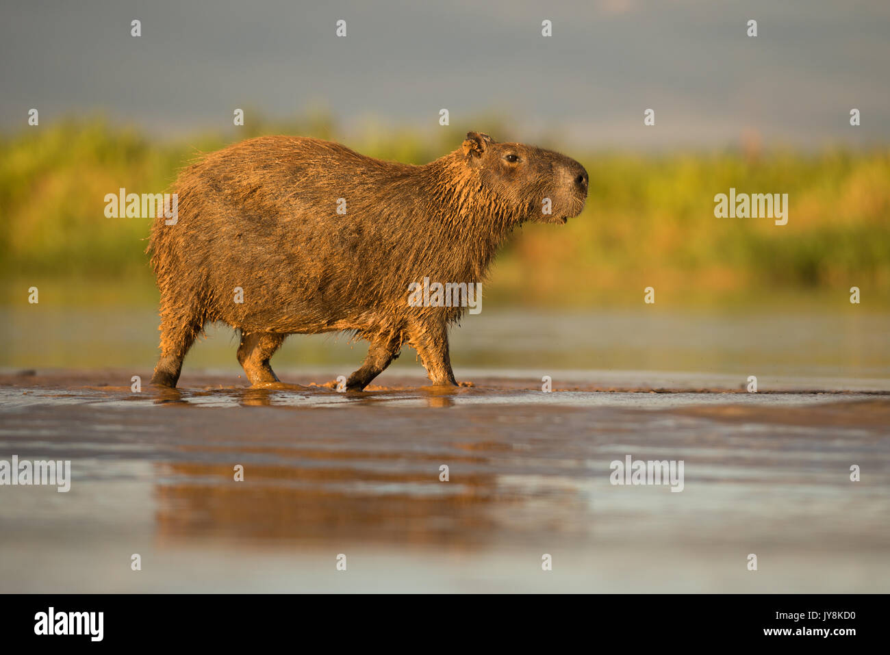Capybara from Brazil Stock Photo - Alamy