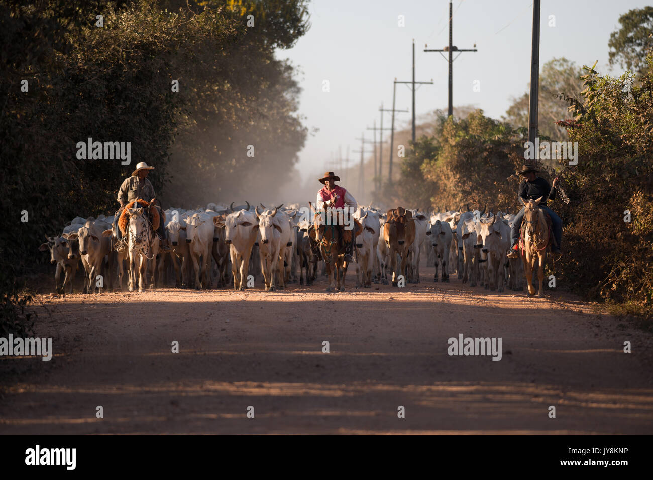 Cattle drive hi-res stock photography and images - Alamy