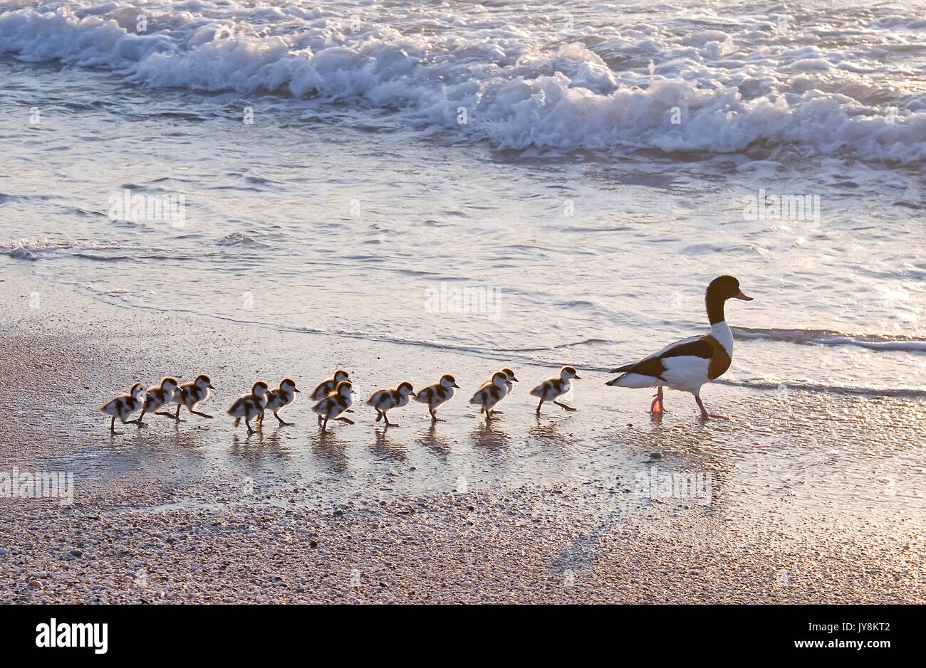 Ducklings In A Line