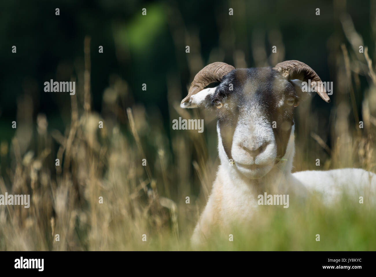 Indigenous sheep hi-res stock photography and images - Alamy