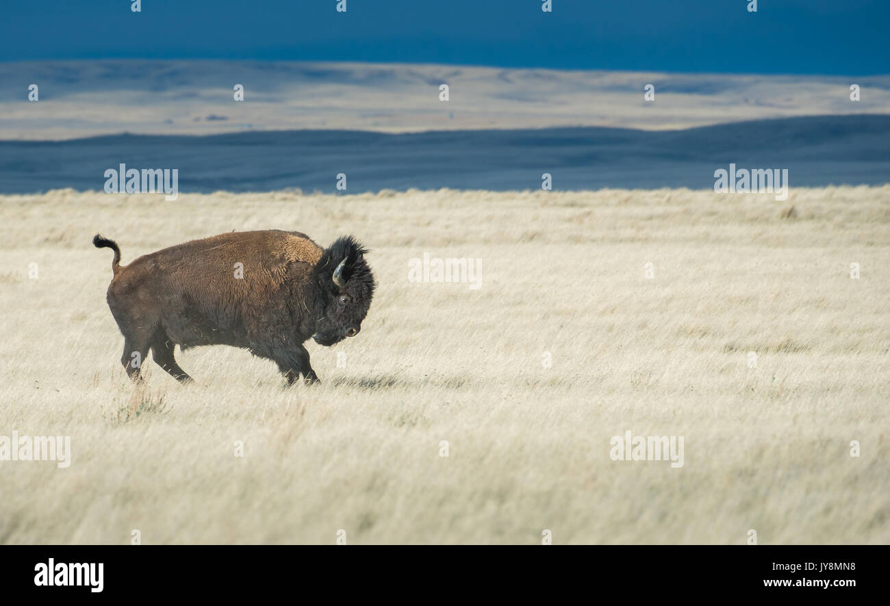 Bison charging hi-res stock photography and images - Alamy