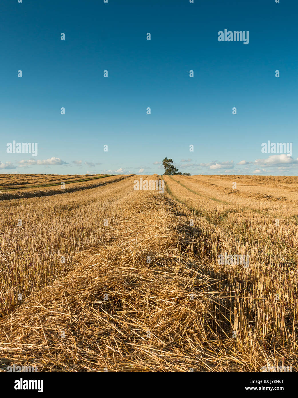 Foxberry lilli hi-res stock photography and images - Alamy
