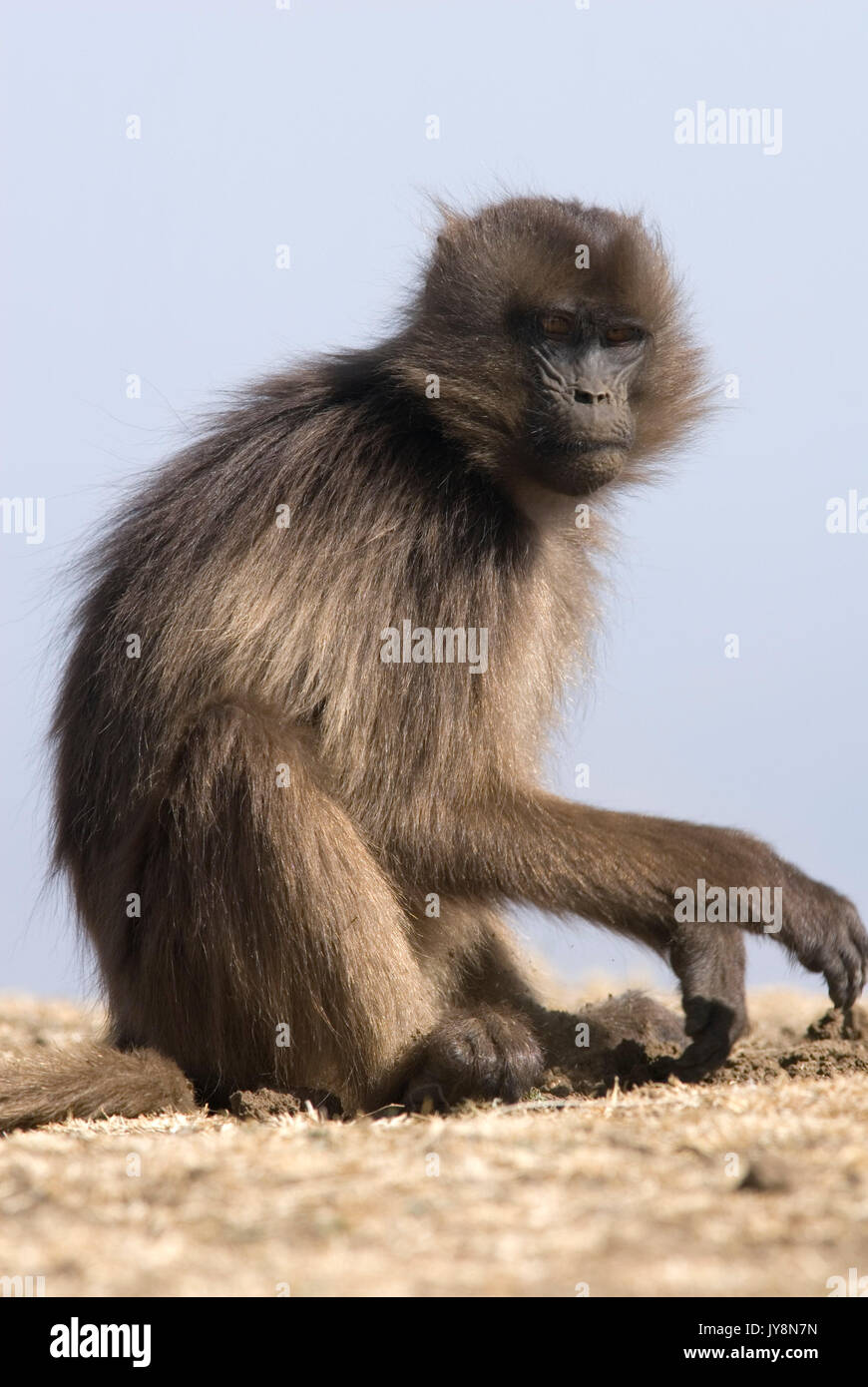 Gelada Baboon, Theropithecus gelada, Simien Mountains National Park ...