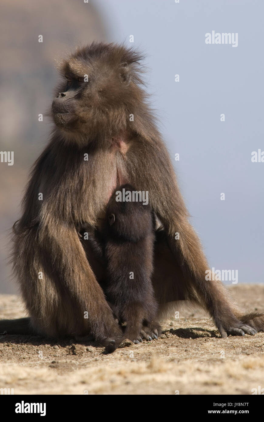 Gelada Baboon, Theropithecus gelada, Simien Mountains National Park ...