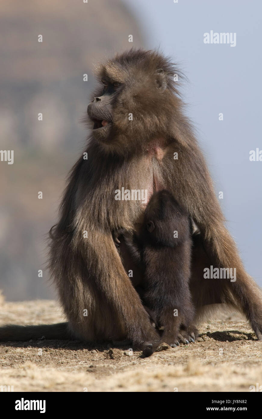 Gelada Baboon, Theropithecus gelada, Simien Mountains National Park ...