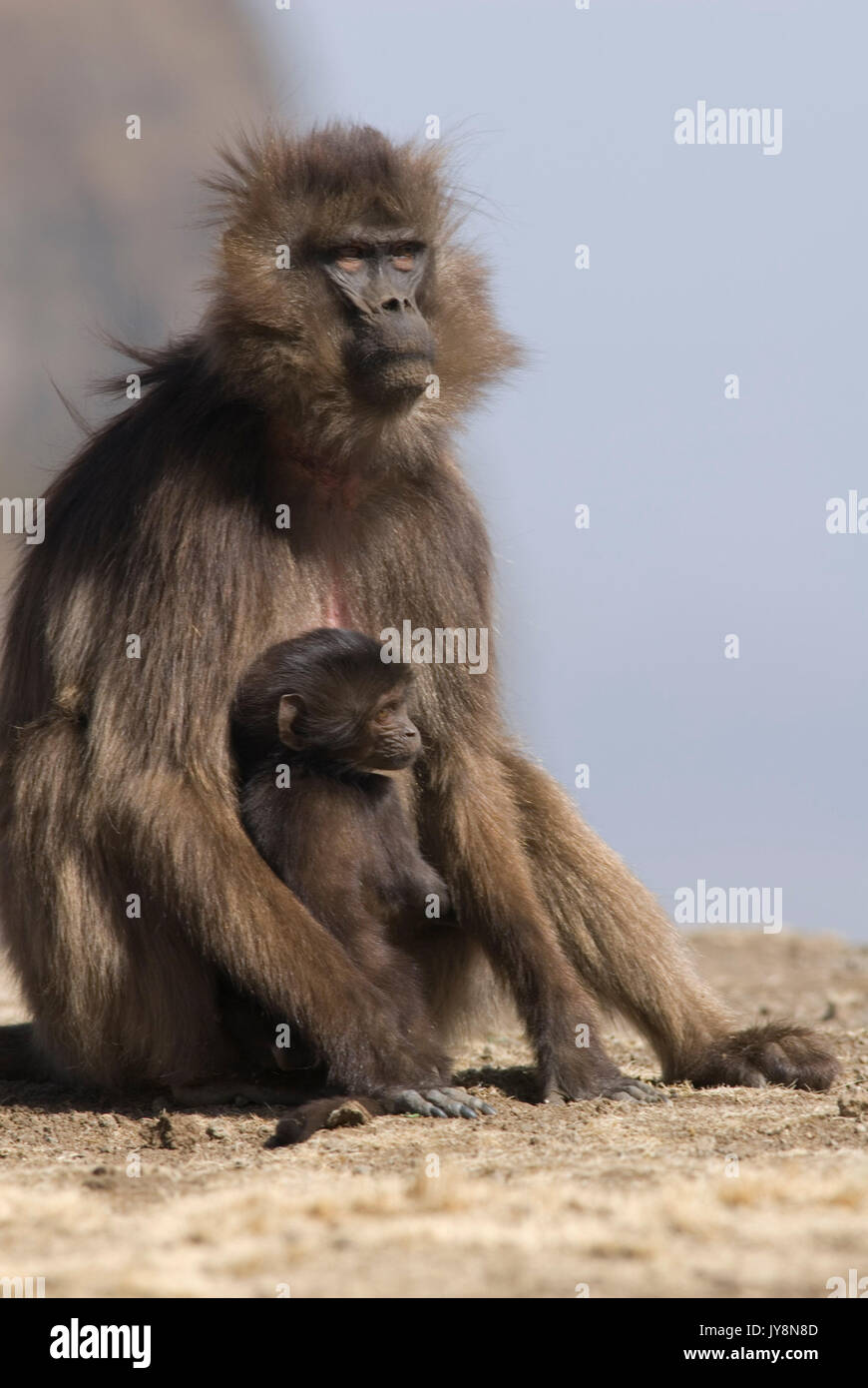 Gelada Baboon, Theropithecus gelada, Simien Mountains National Park ...