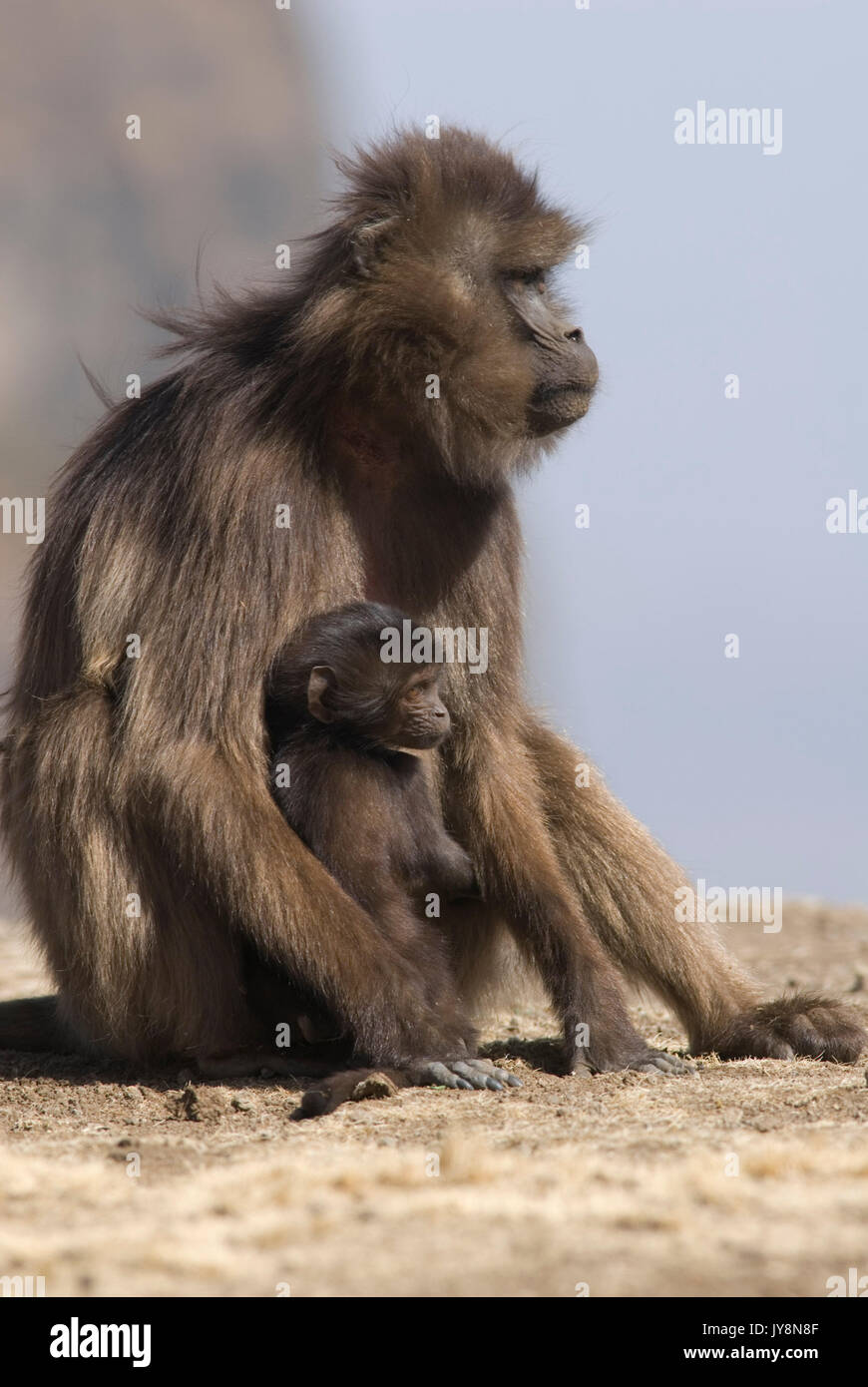 Gelada Baboon, Theropithecus gelada, Simien Mountains National Park ...