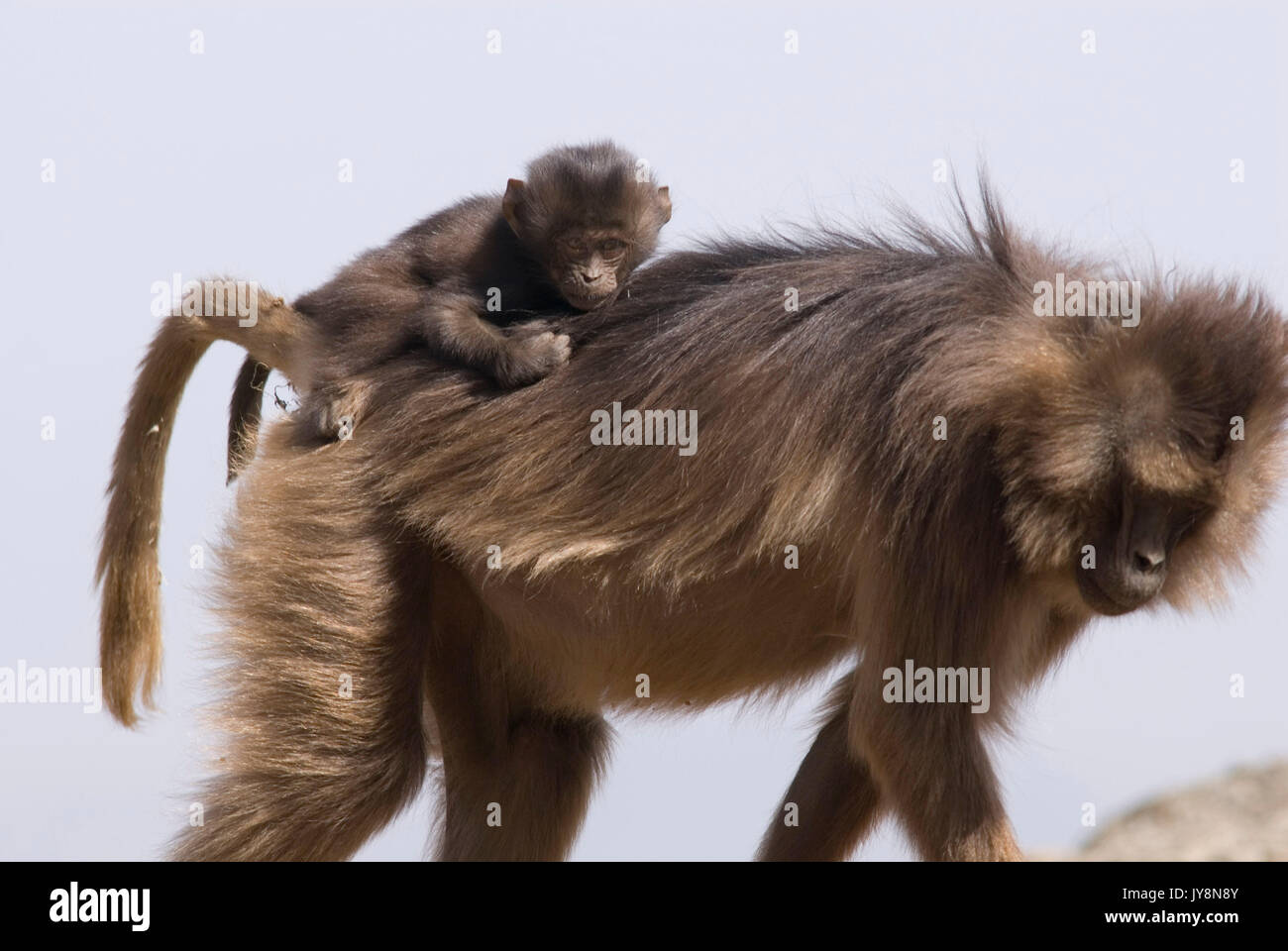 Gelada Baboon, Theropithecus gelada, Simien Mountains National Park ...