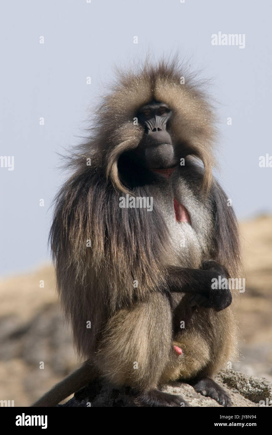 Gelada Baboon, Theropithecus gelada, Simien Mountains National Park ...