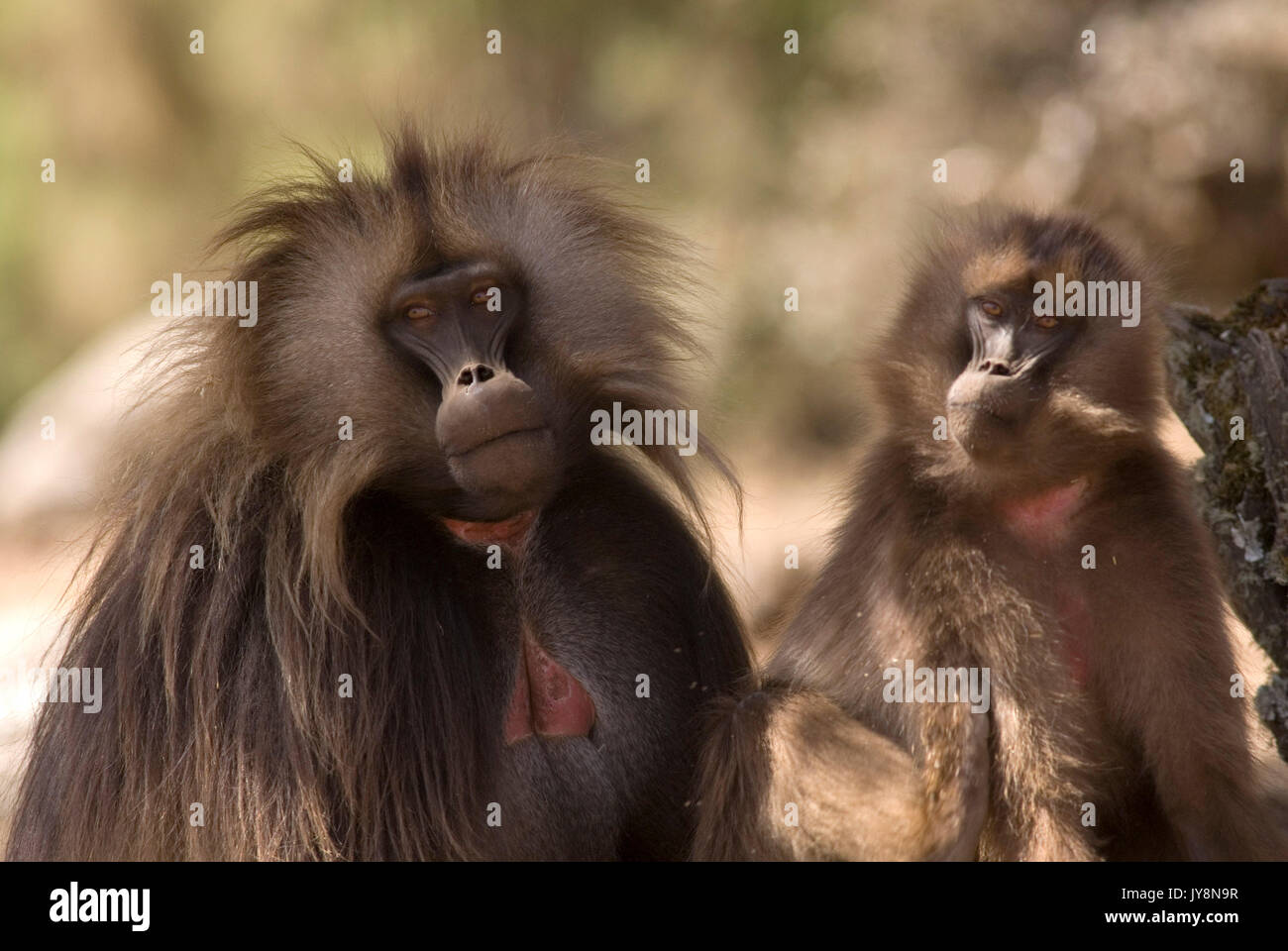 Gelada Baboon, Theropithecus gelada, Simien Mountains National Park ...
