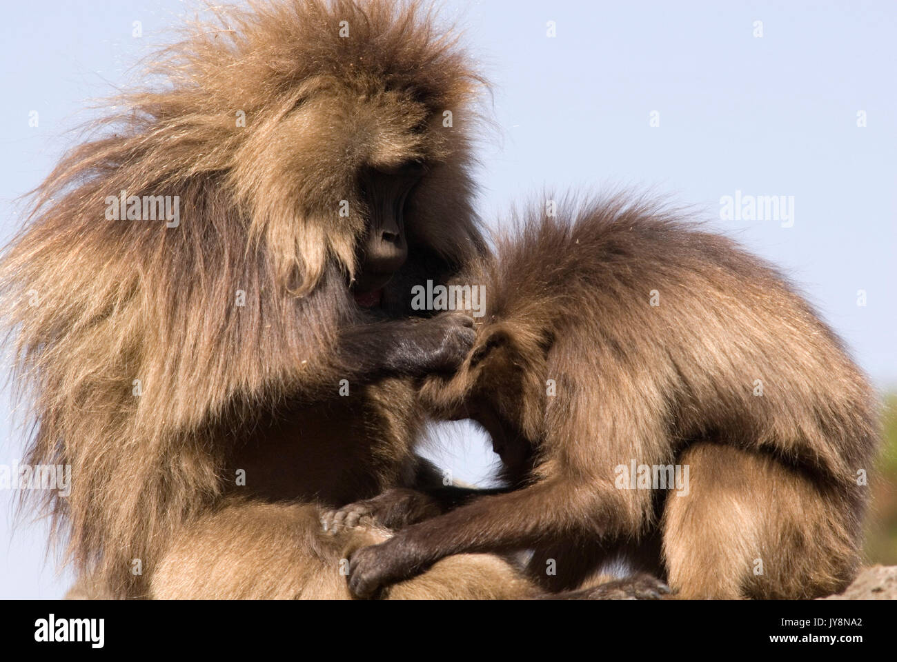 Gelada Baboon, Theropithecus gelada, Simien Mountains National Park ...