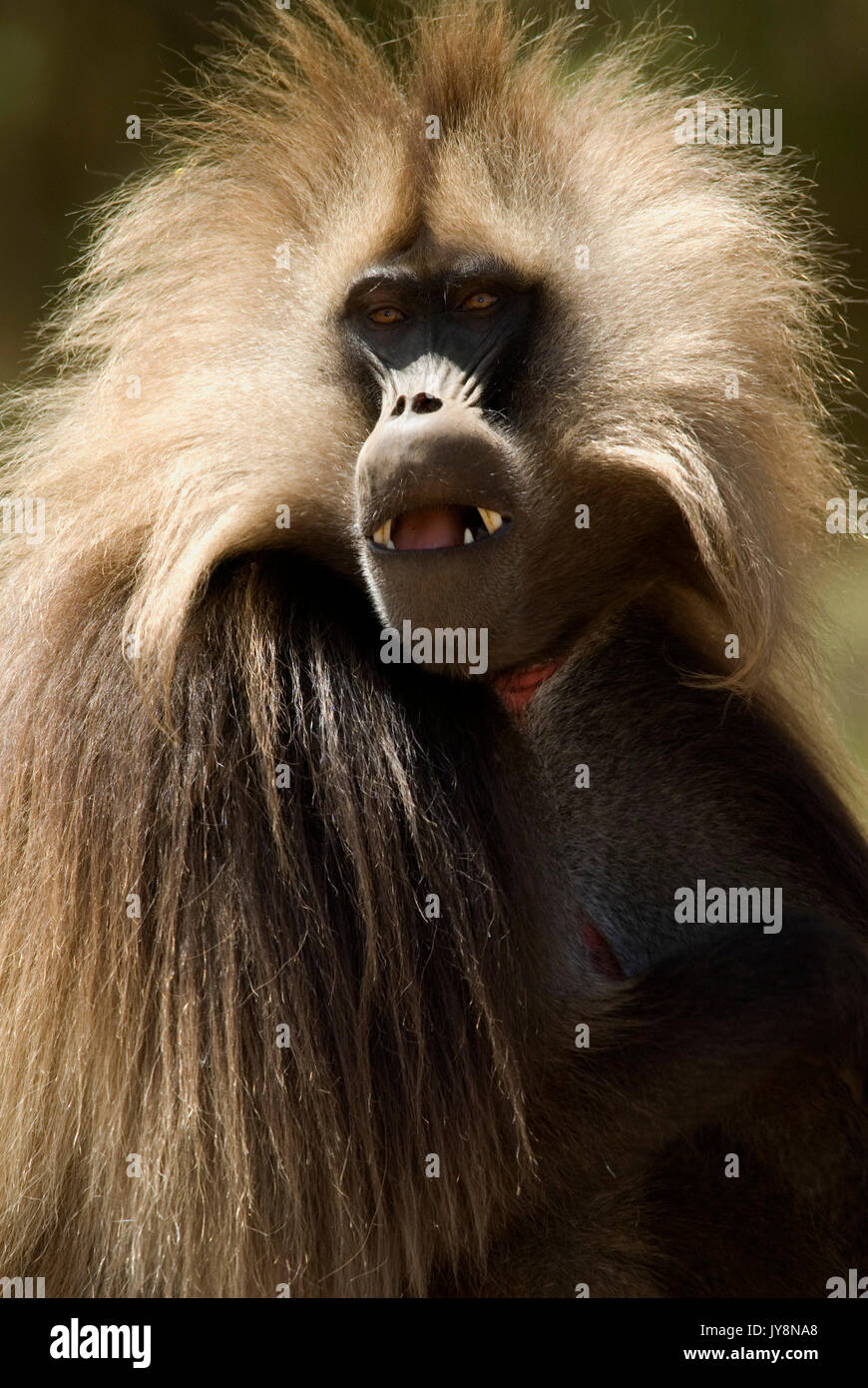 Gelada Baboon, Theropithecus gelada, Simien Mountains National Park ...