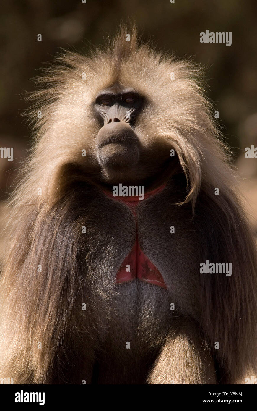 Gelada Baboon, Theropithecus gelada, Simien Mountains National Park ...