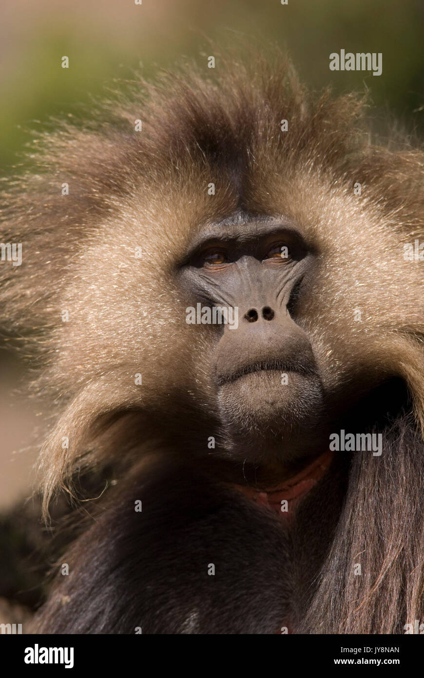 Gelada Baboon, Theropithecus gelada, Simien Mountains National Park ...