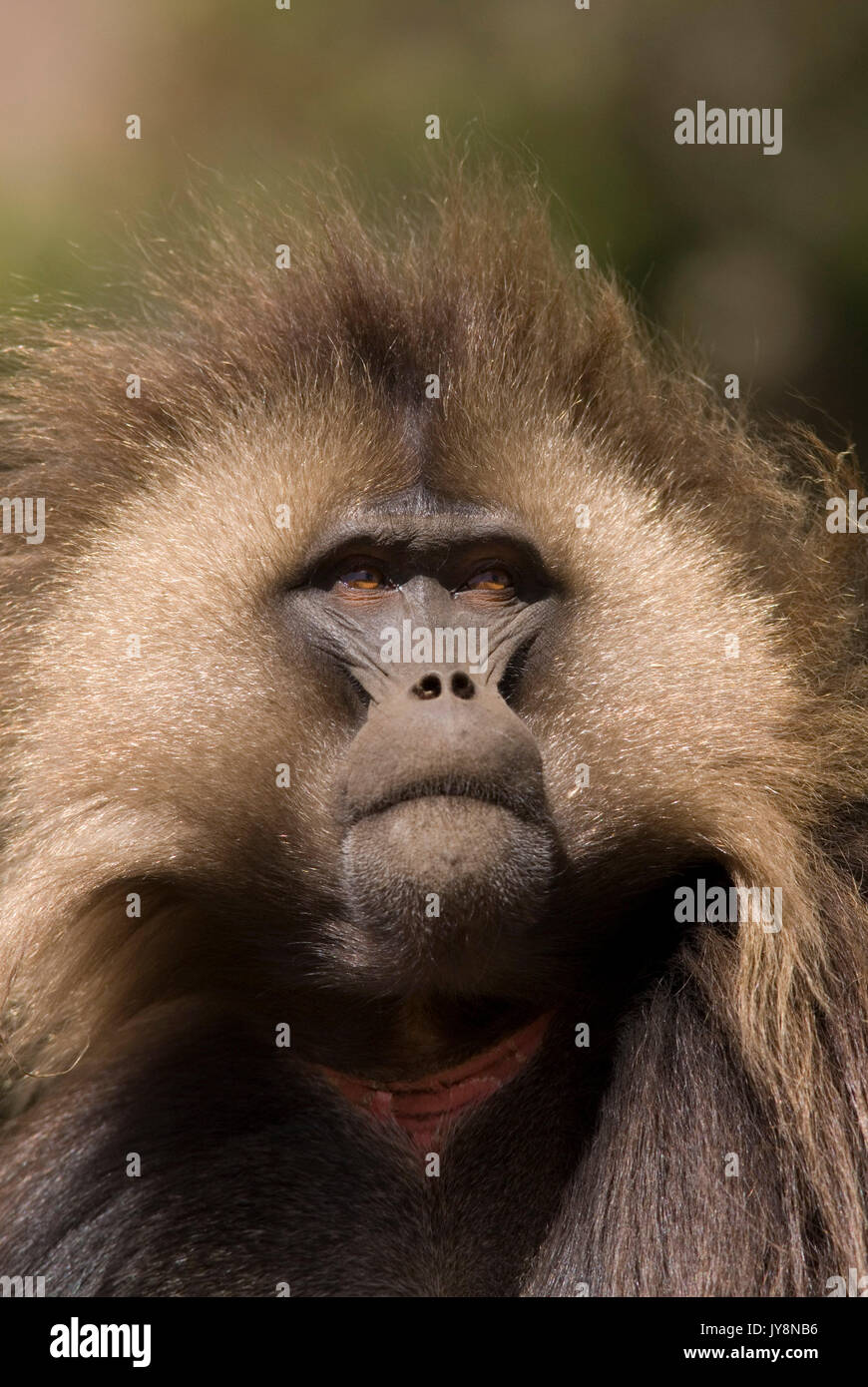 Gelada Baboon, Theropithecus gelada, Simien Mountains National Park ...
