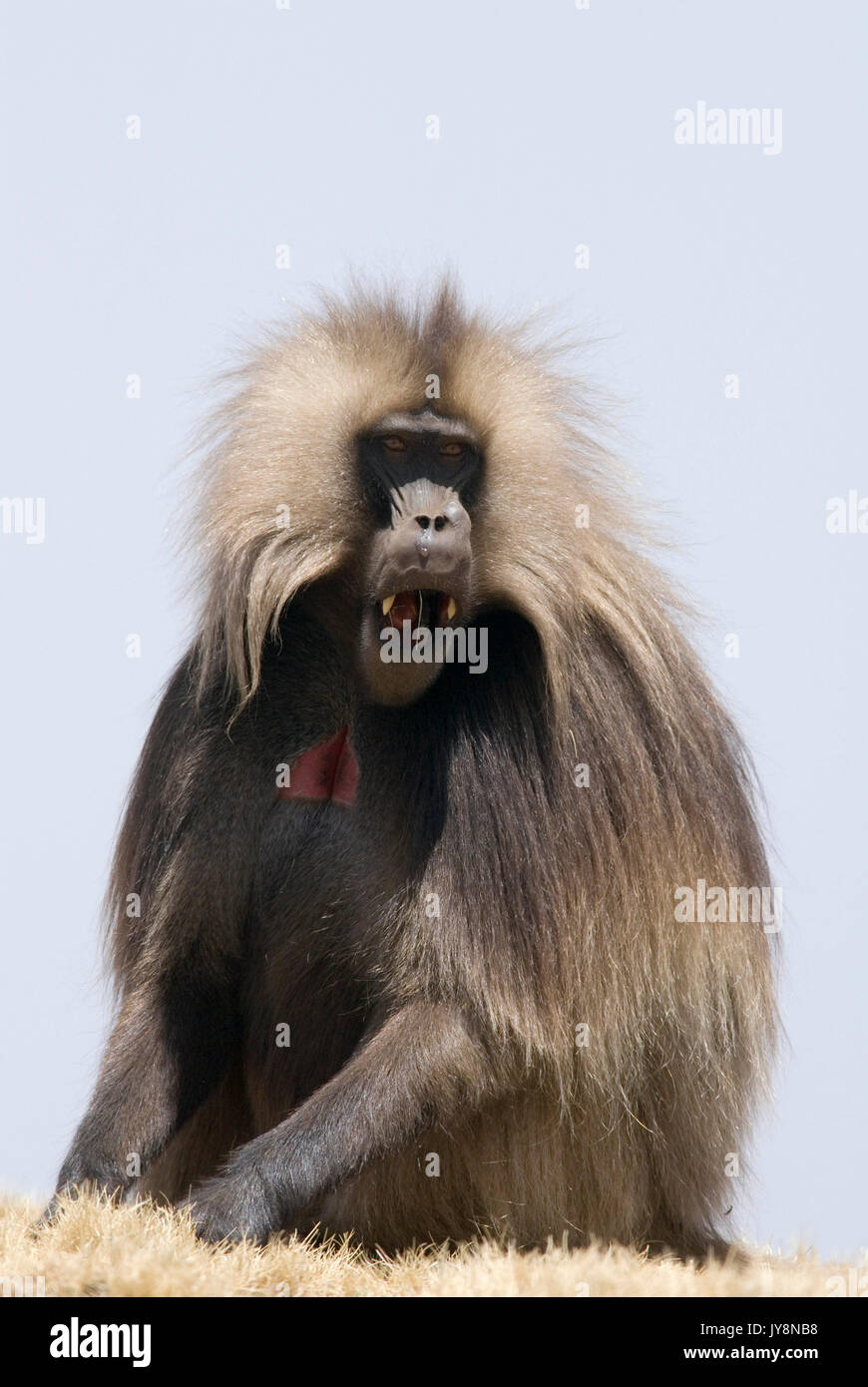 Gelada Baboon, Theropithecus gelada, Simien Mountains National Park ...