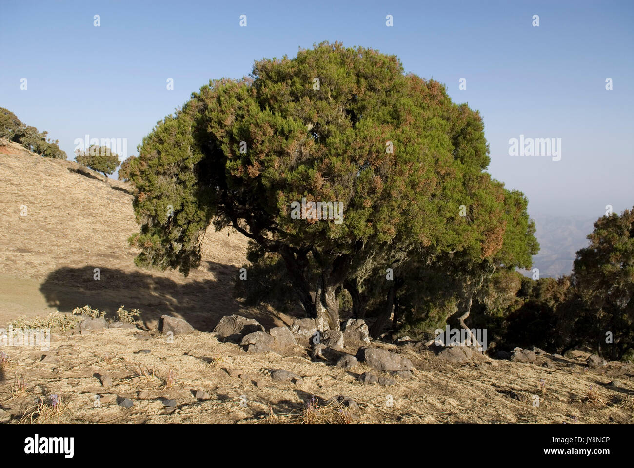 Tree, Simien Mountains National Park, Ethiopia Stock Photo - Alamy
