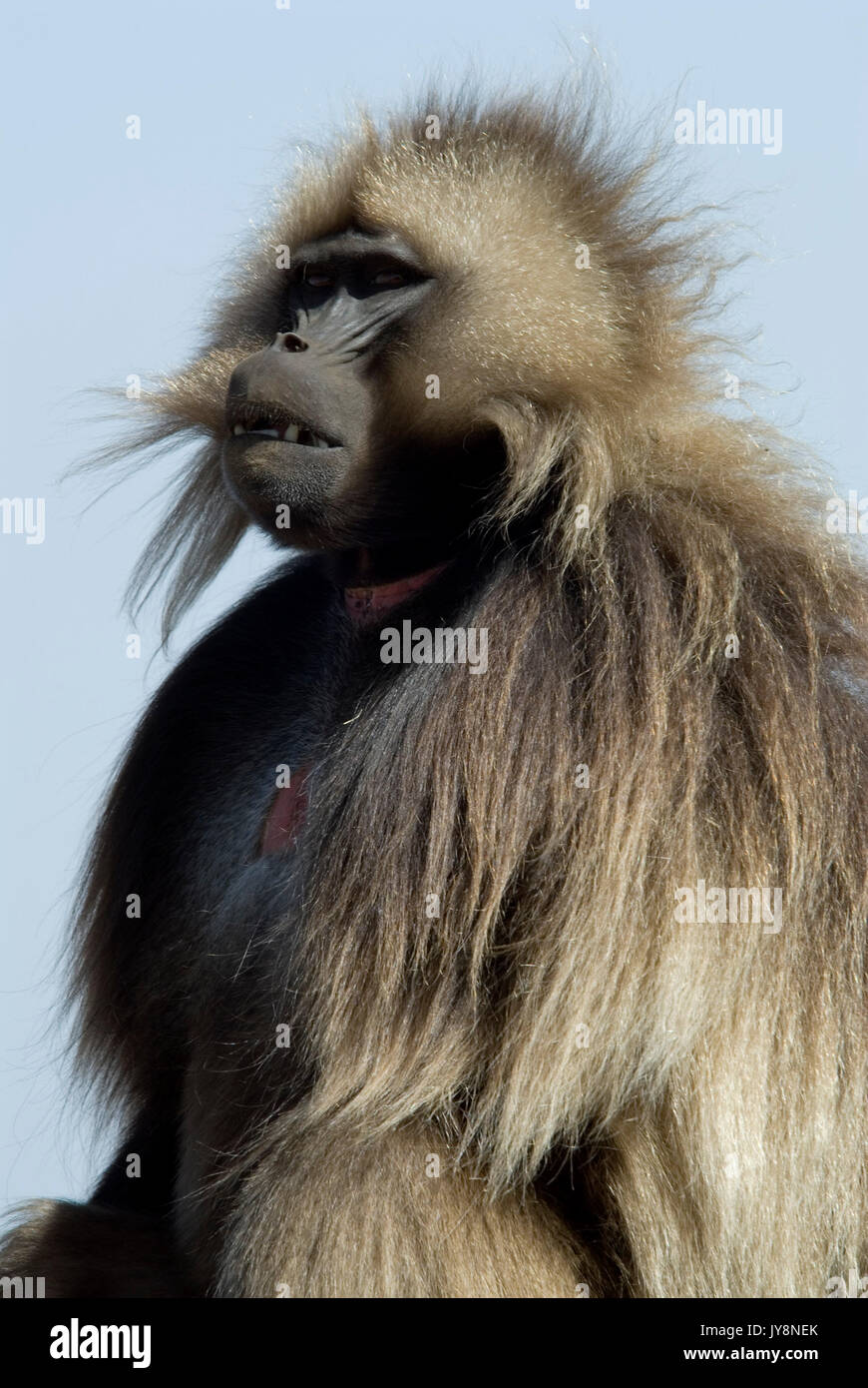 Gelada Baboon, Theropithecus gelada, Simien Mountains National Park ...